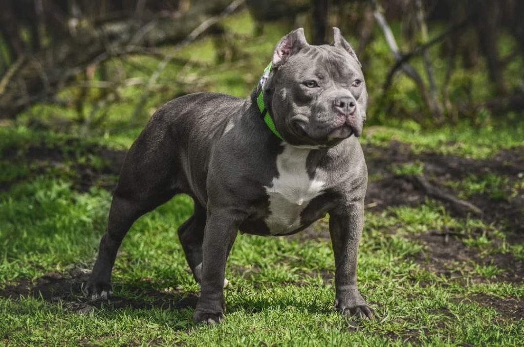 American Bully Kennel Sverige | DOGNIK BULLS