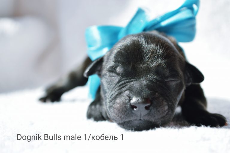 Czarny szczeniak pitbulla | DOGNIK BULLS
