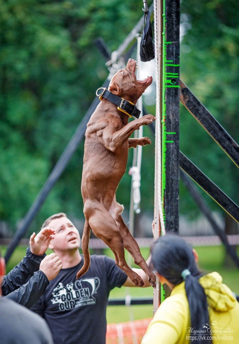 Achat pedigree pitbull | DOGNIK BULLS