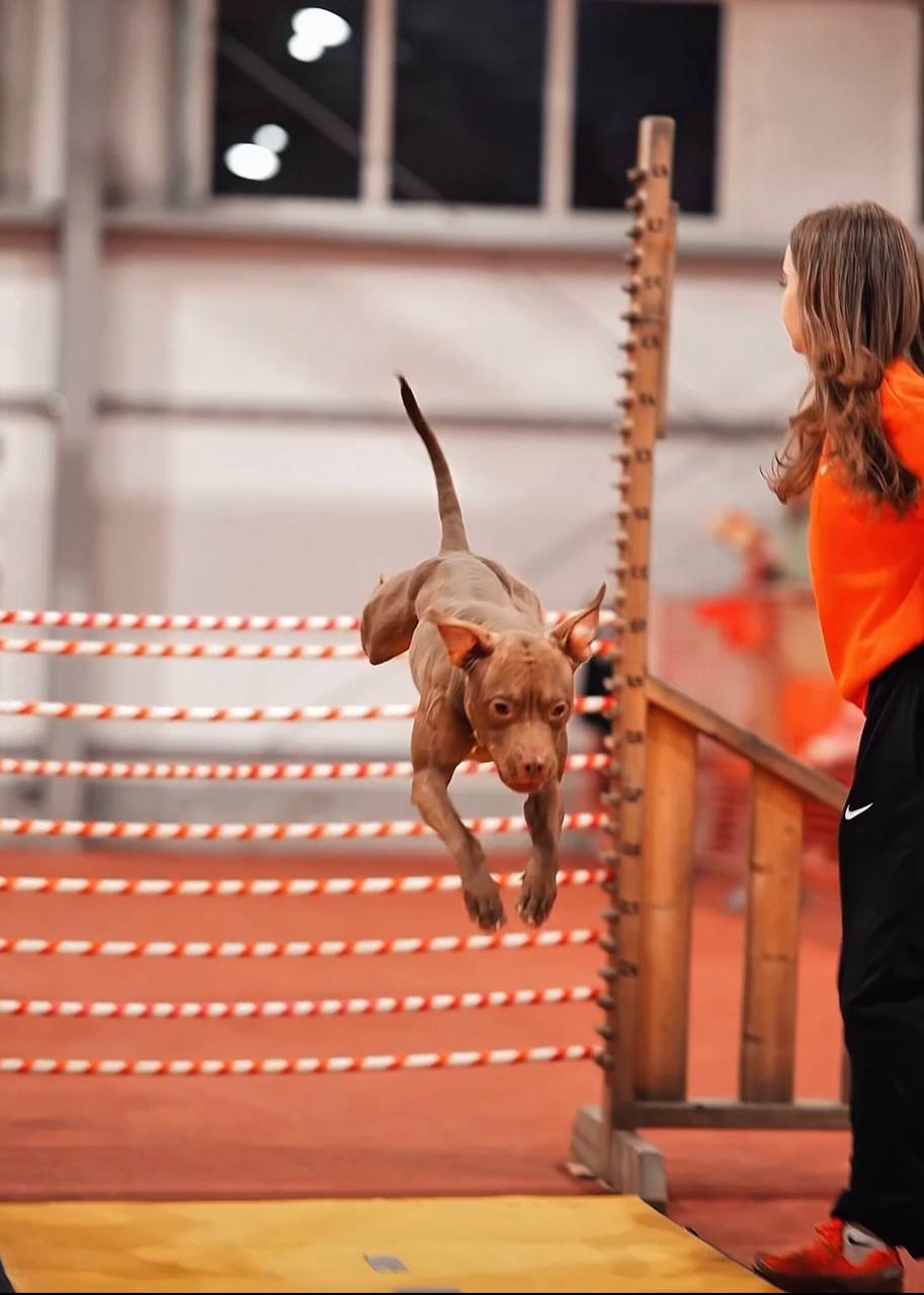 Pitbull puppies in Warsaw | Dognik Bulls kennel